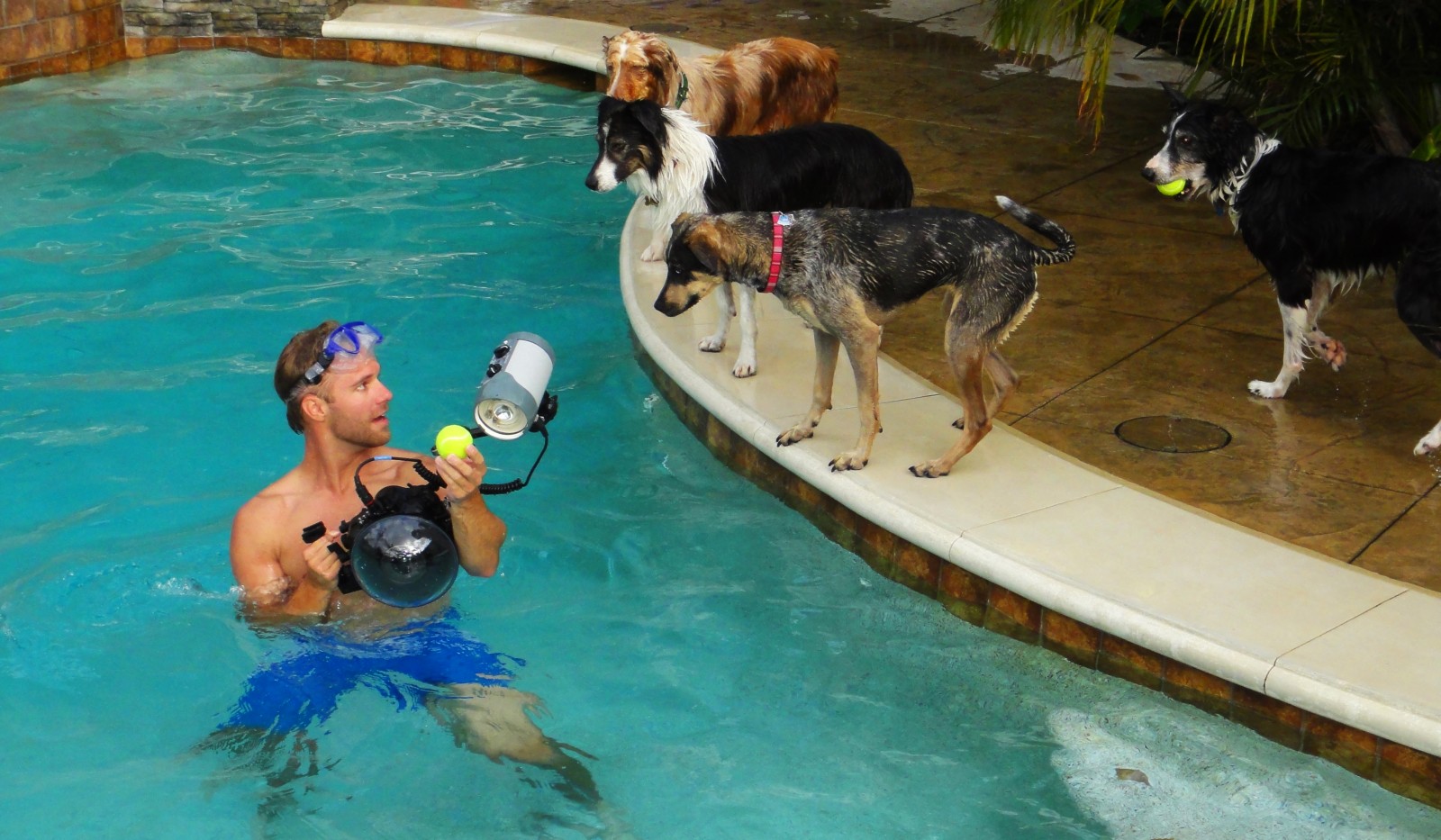 Ker-splash! Meet underwater dog photographer Seth Casteel '03 | Chapman ...