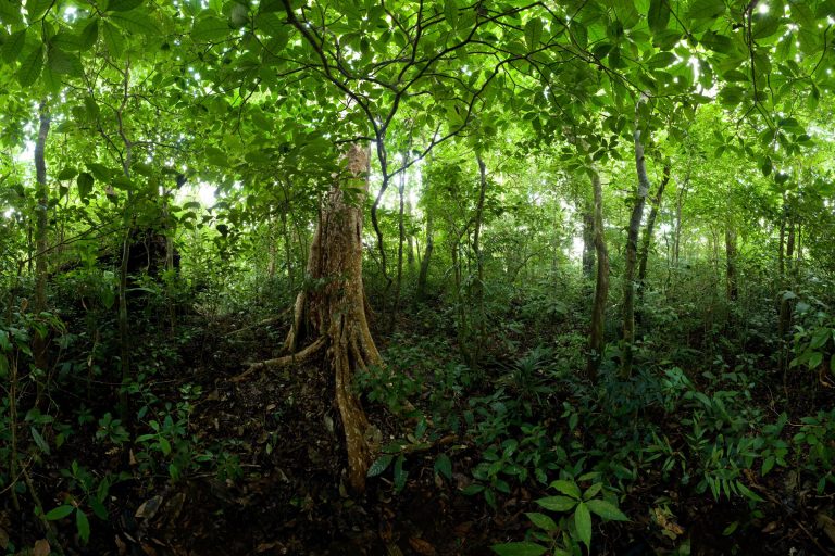 The secret lives of roots: Tropical forest root systems are central to ...